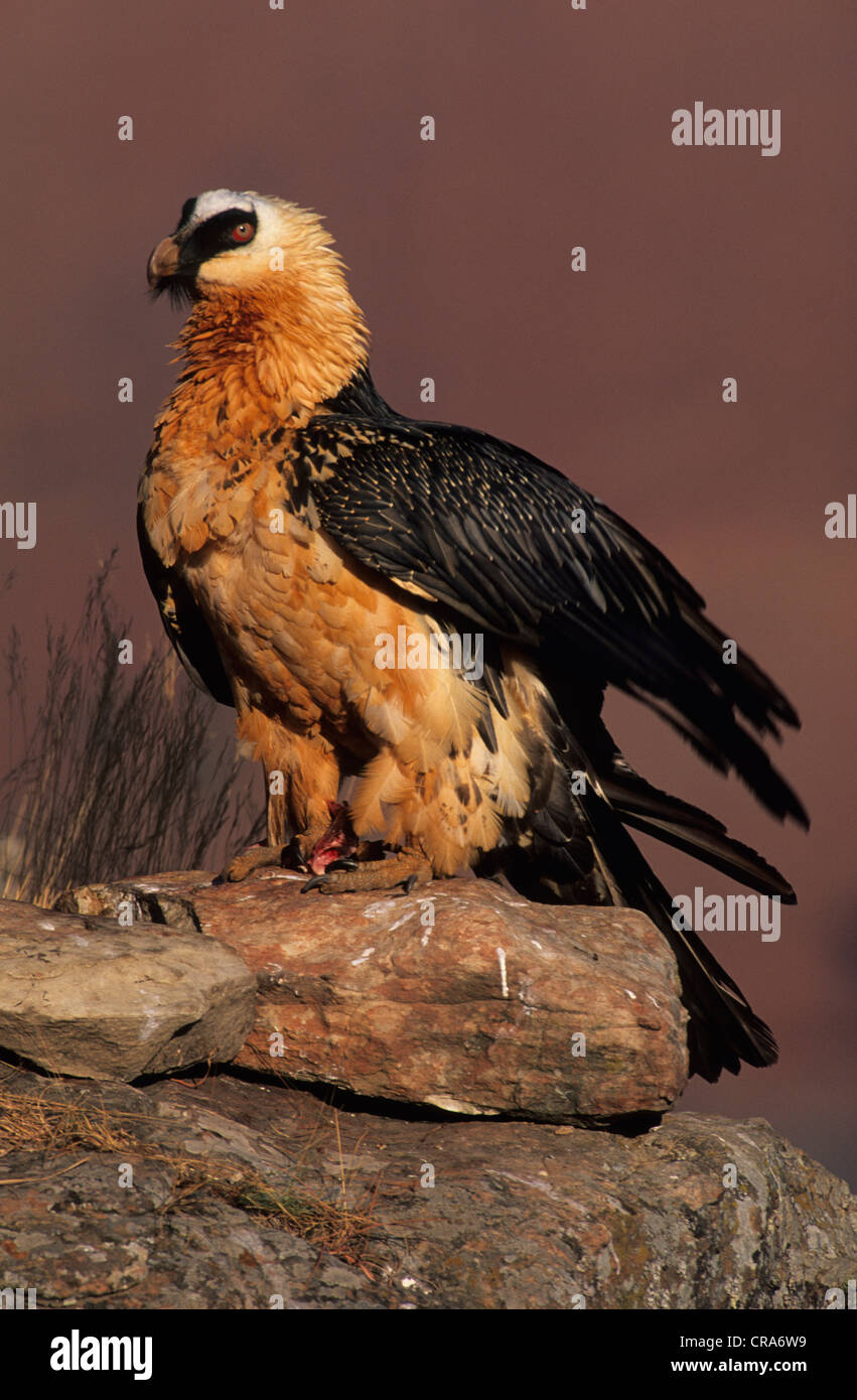 Drakensberg vulture hi-res stock photography and images - Alamy