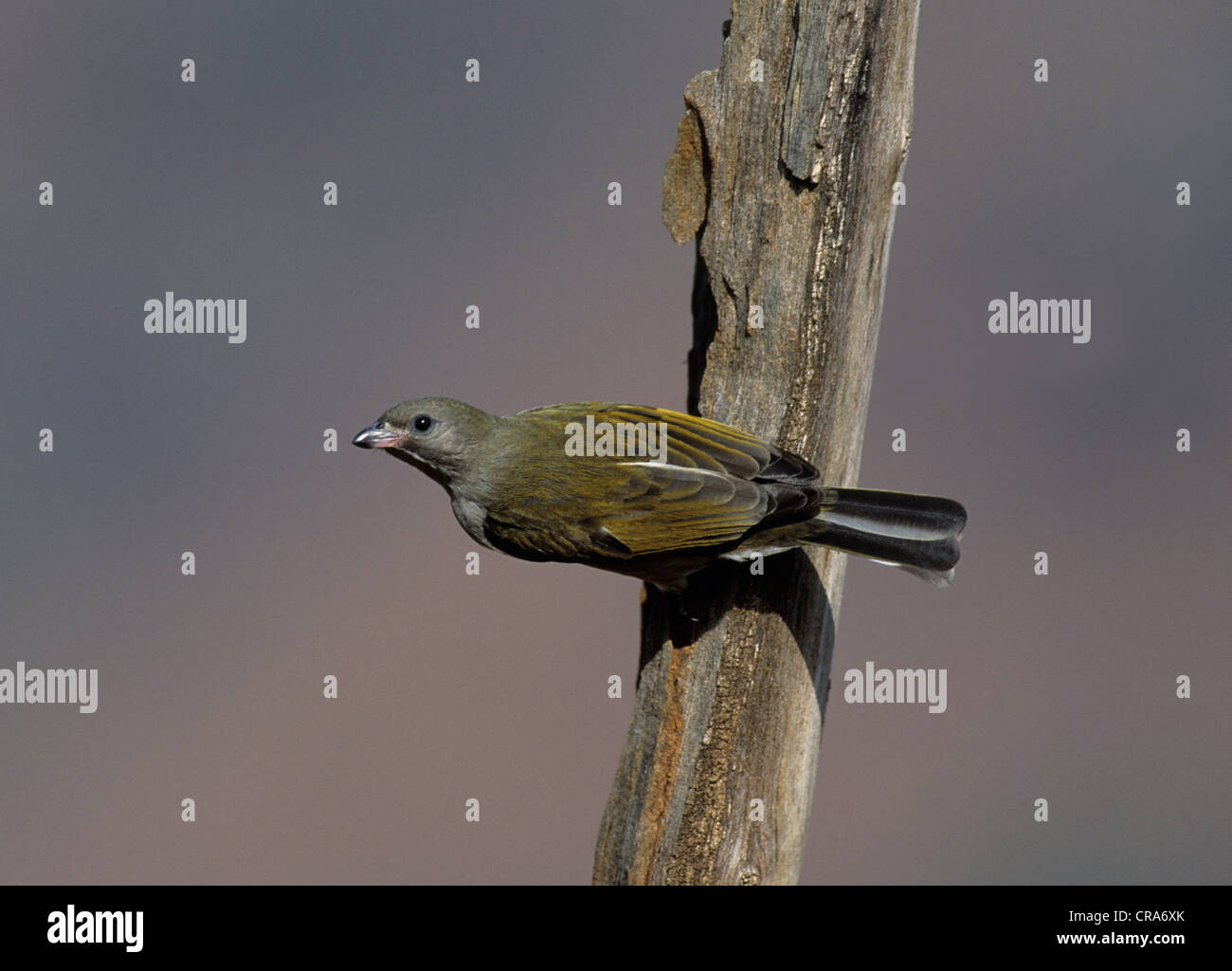 Lesser Honeyguide (Indicator minor), KwaZulu-Natal, South Africa ...