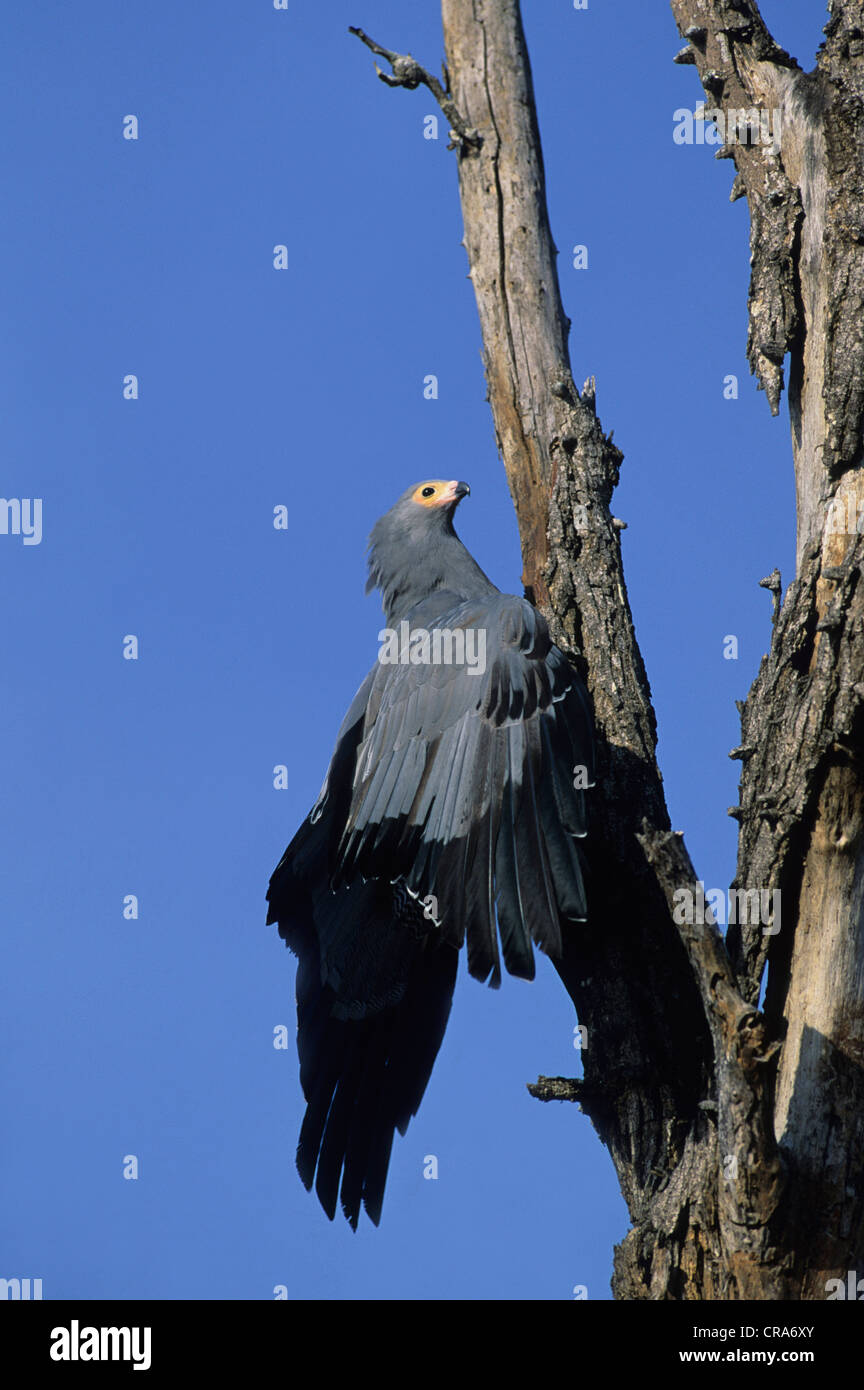 African harrier hawk hi-res stock photography and images - Alamy