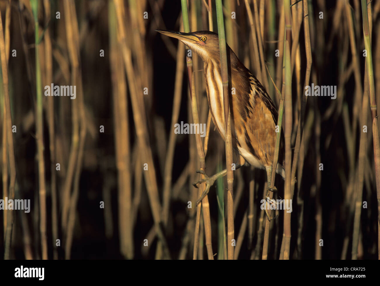 Little Bittern (Ixobrychus minutus), KwaZulu-Natal, South Africa ...