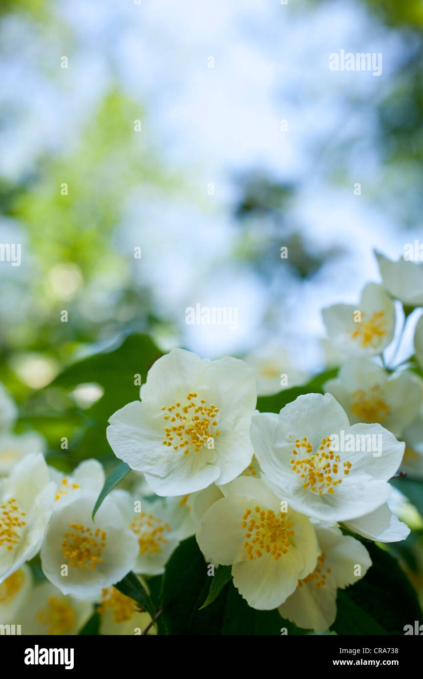 Single jasmine flower hi-res stock photography and images - Alamy