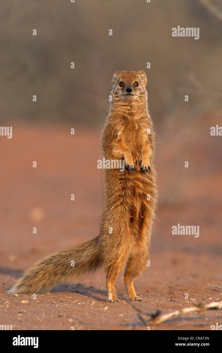 Yellow Mongoose (Cynictis penicillata), Kgalagadi Transfrontier Park ...