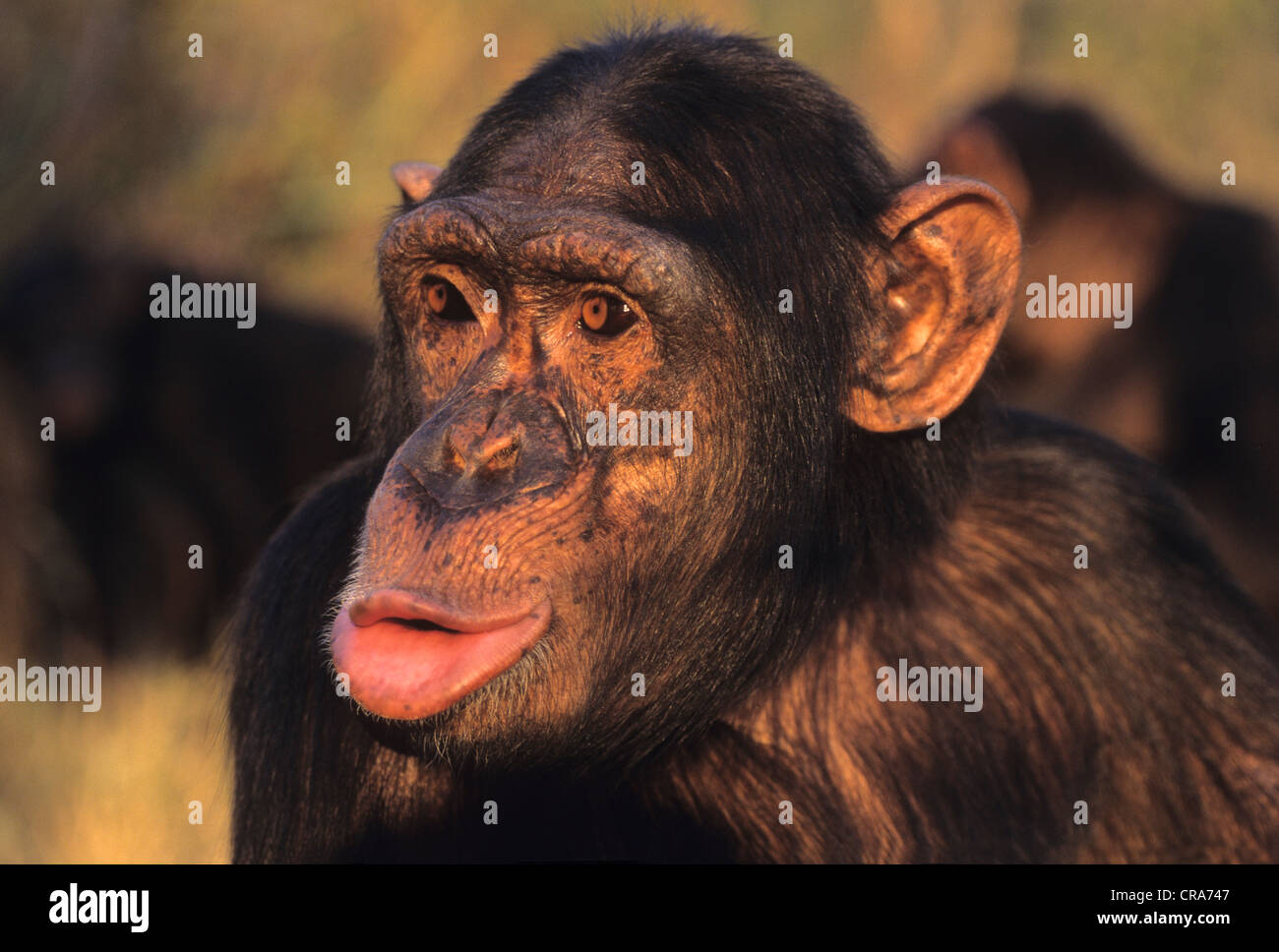 Mammal screaming shouting yelling hi-res stock photography and images ...