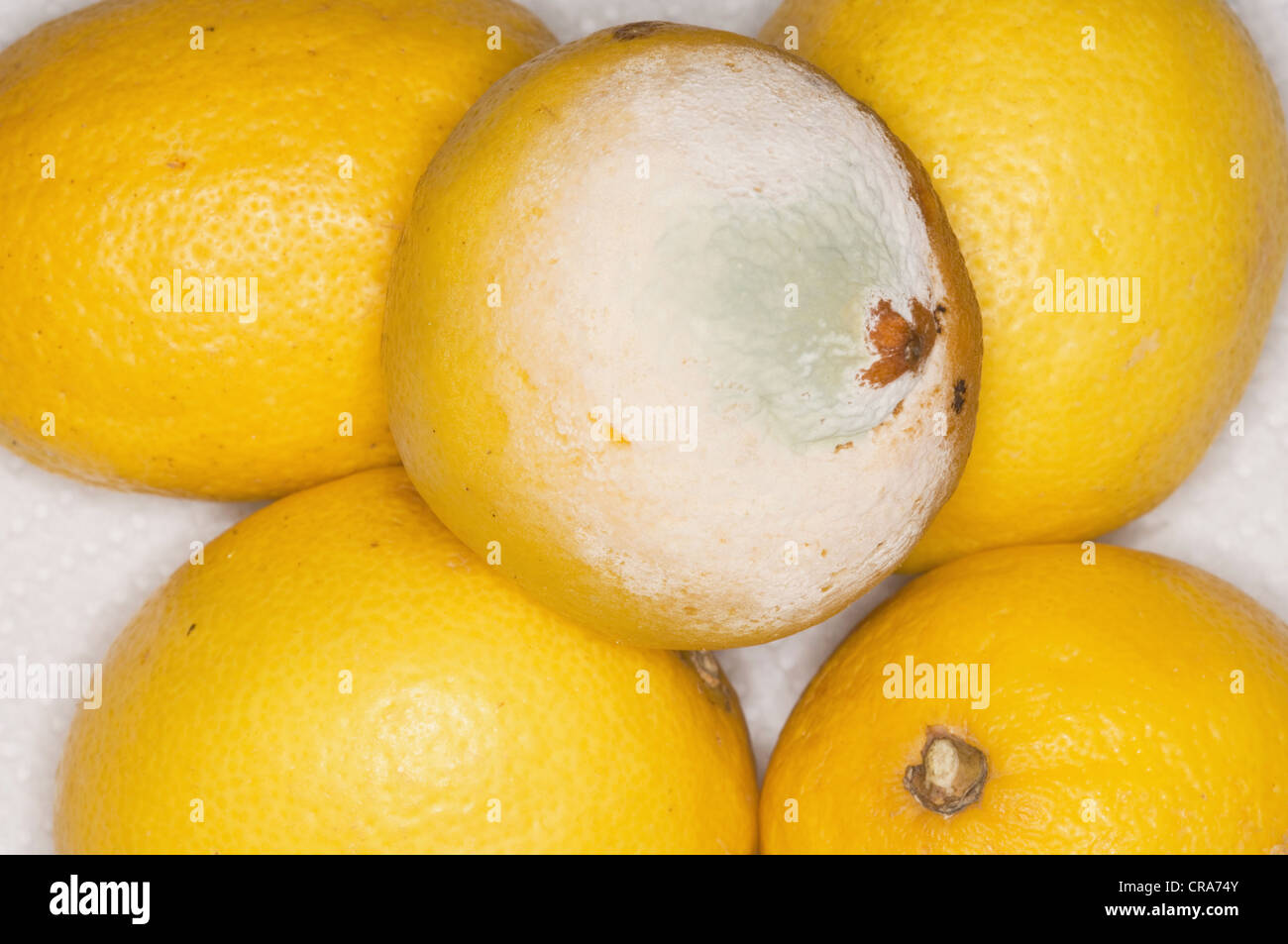 Mould on skins of pile of lemons Stock Photo - Alamy