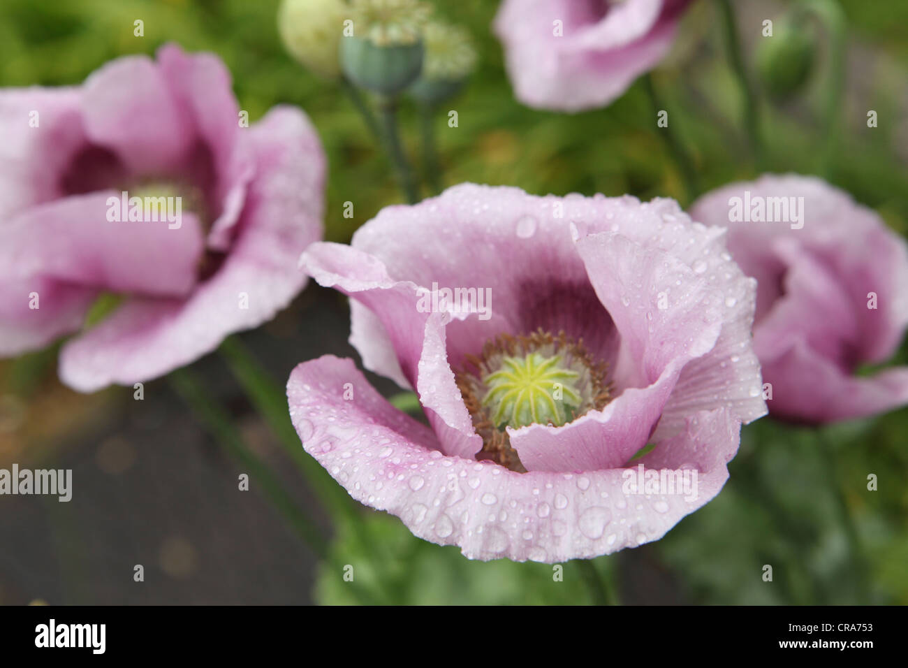 large mauve poppy flowers in bloom with rain drops on petals, close-up ...