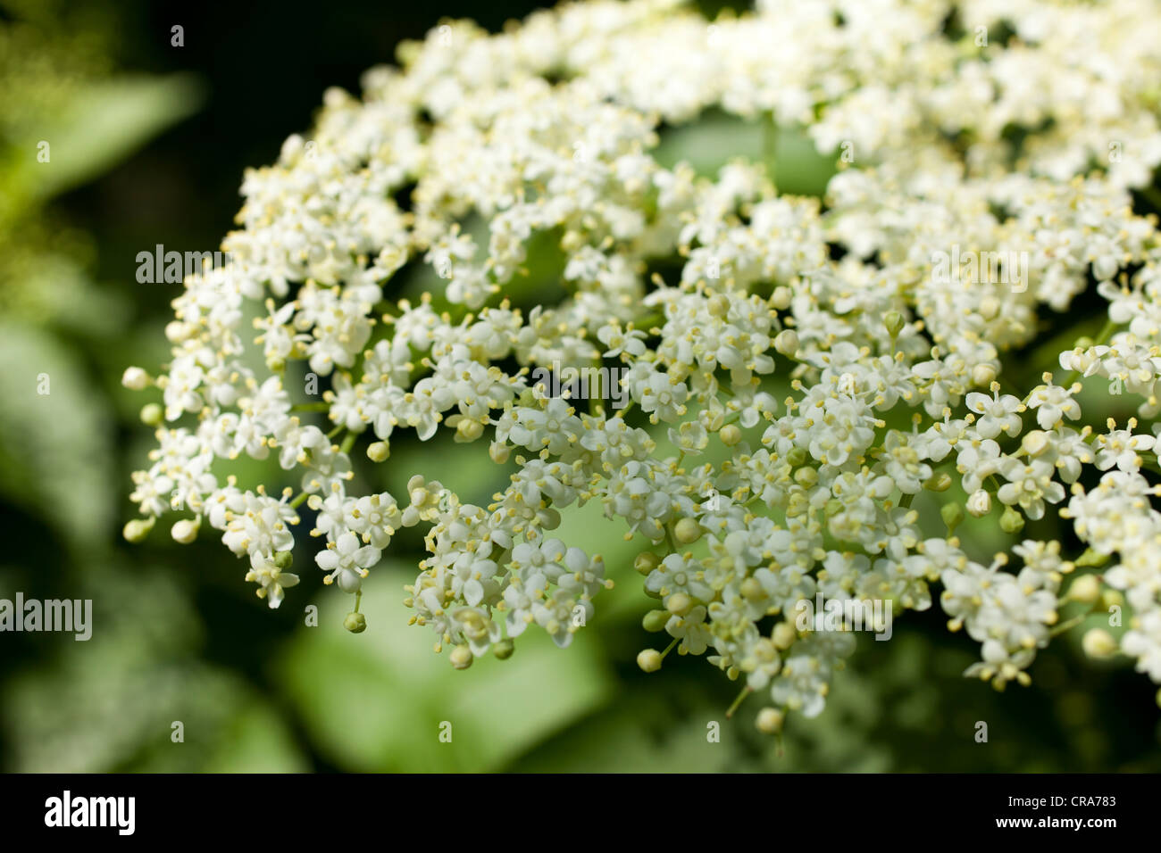 Elderberry flower hi-res stock photography and images - Alamy