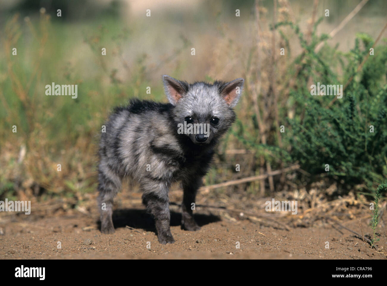 Aardwolf Pups