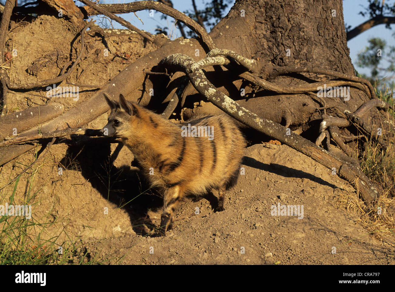 Aardwolf (Proteles cristatus), Kapama Game Reserve, South Africa ...
