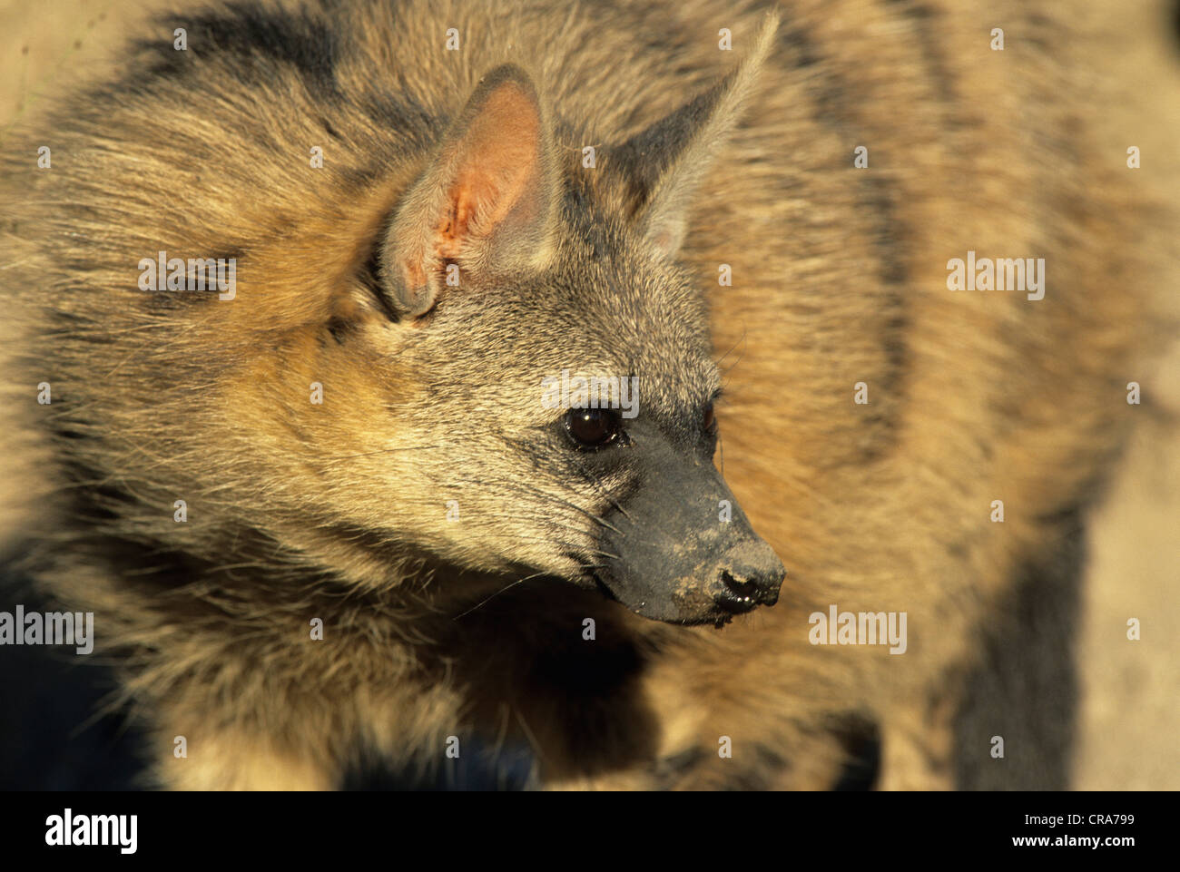 Aardwolf (Proteles cristatus), Kapama Game Reserve, South Africa ...