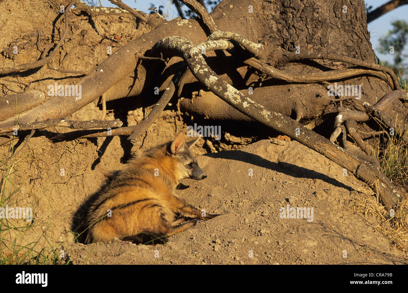 Aardwolf hi-res stock photography and images - Alamy