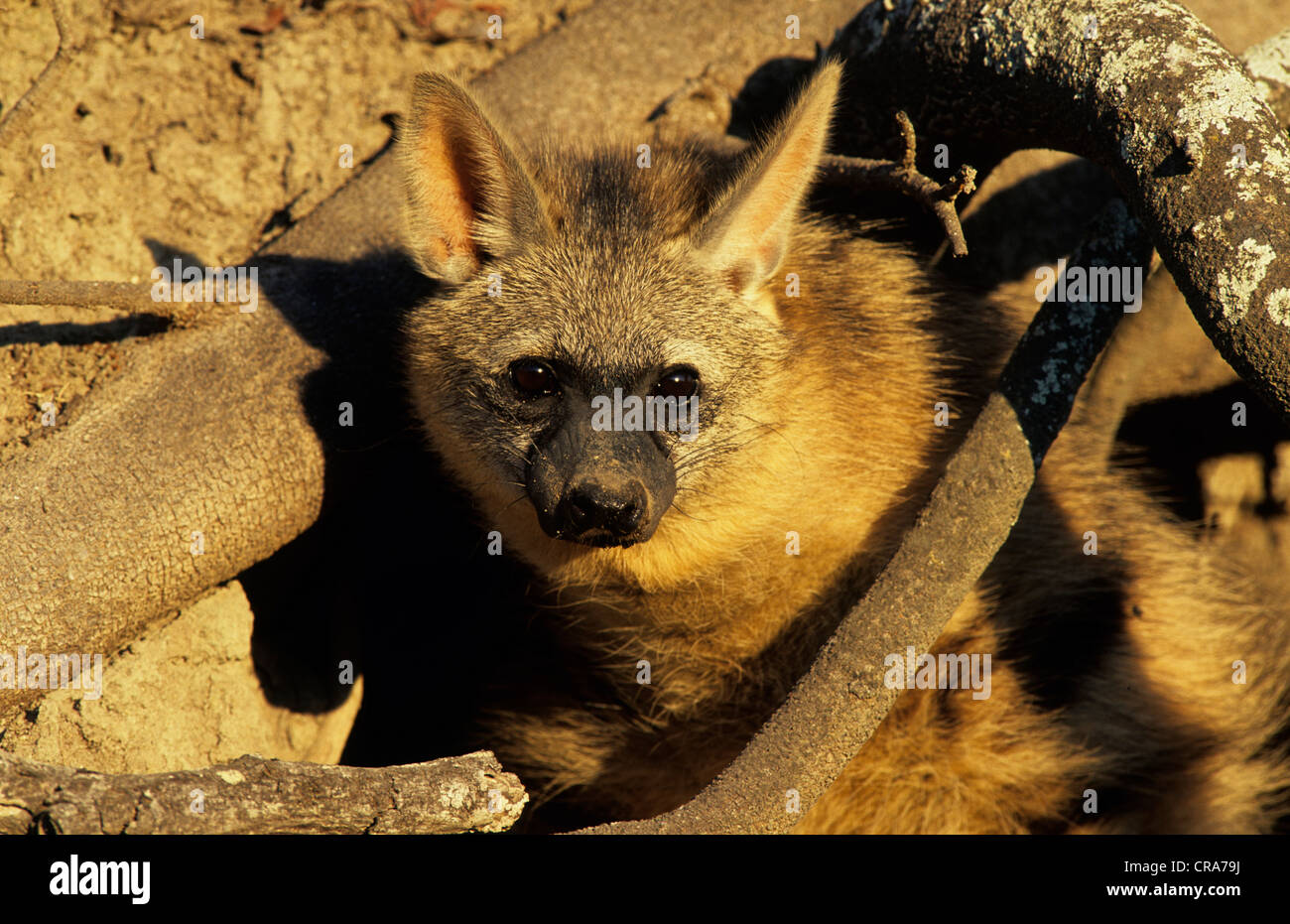 Aardwolf (Proteles cristatus), Kapama Game Reserve, South Africa ...