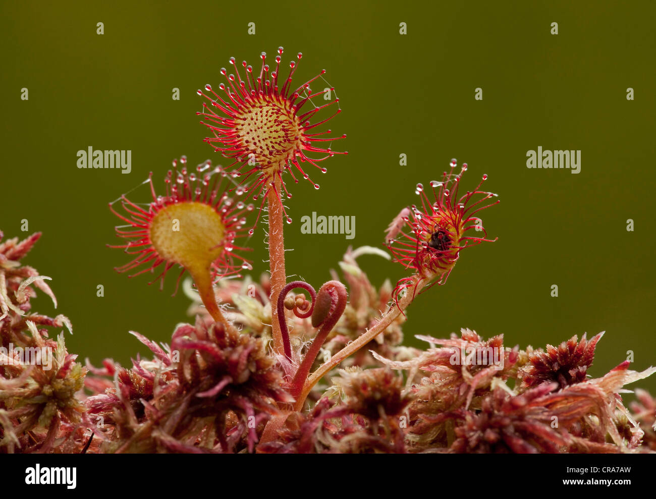 Round-leaved sundew (Drosera rotundifolia) in a protected habitat on Mt ...