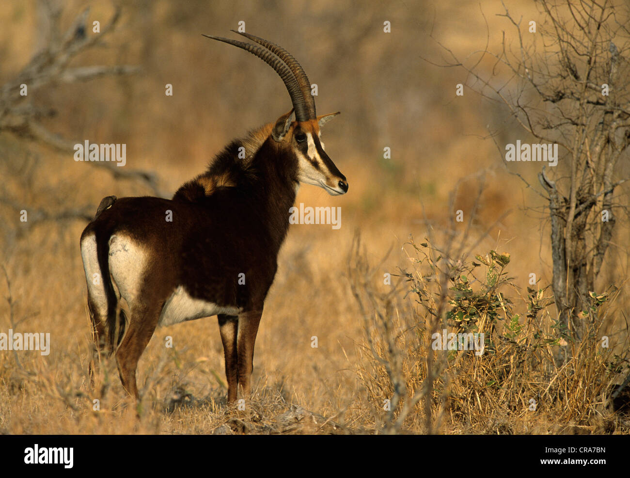 Sable antelope hi-res stock photography and images - Alamy
