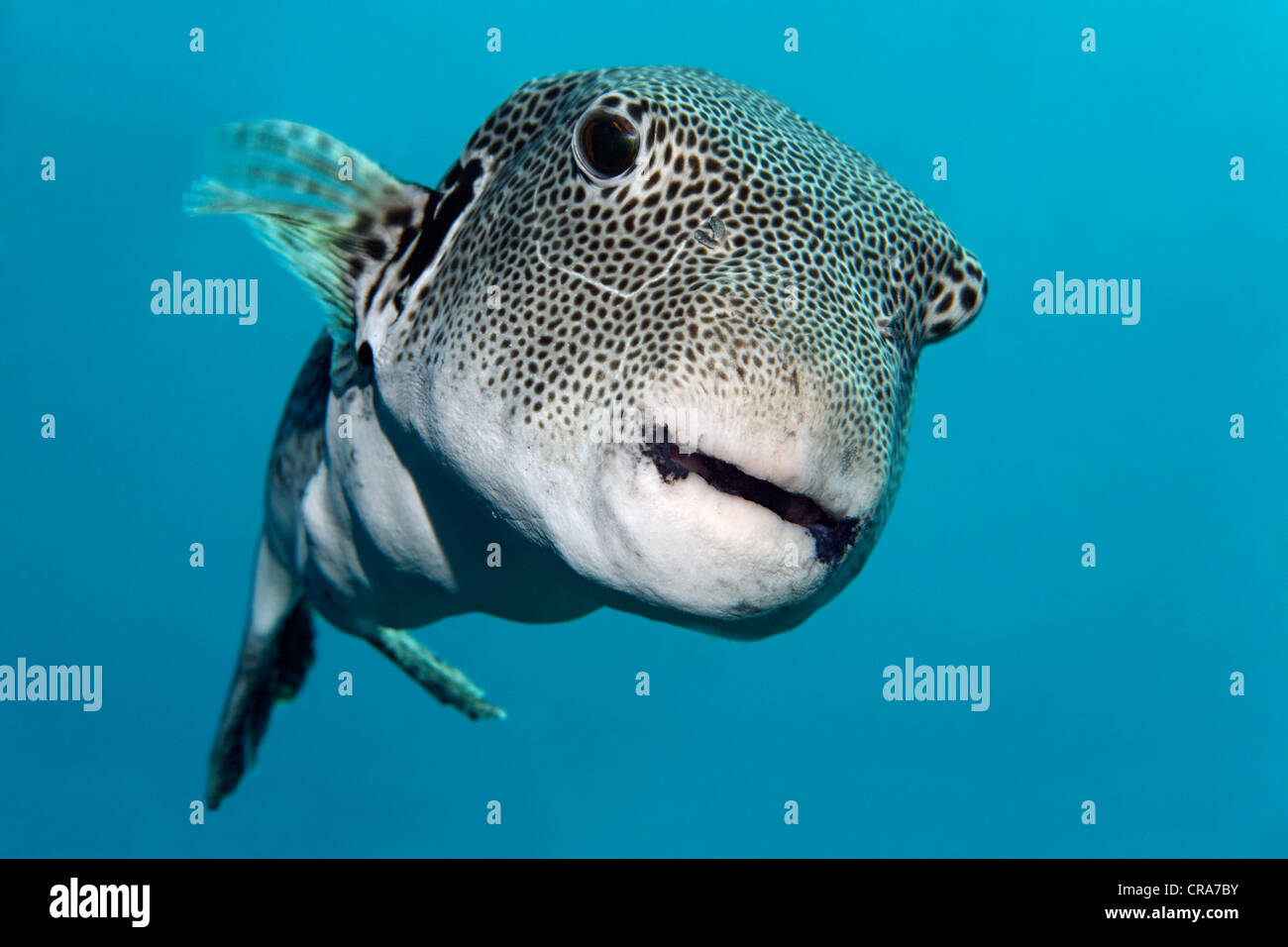 Starry Toadfish (Arothron stellatus) swimming in blue water, Great ...