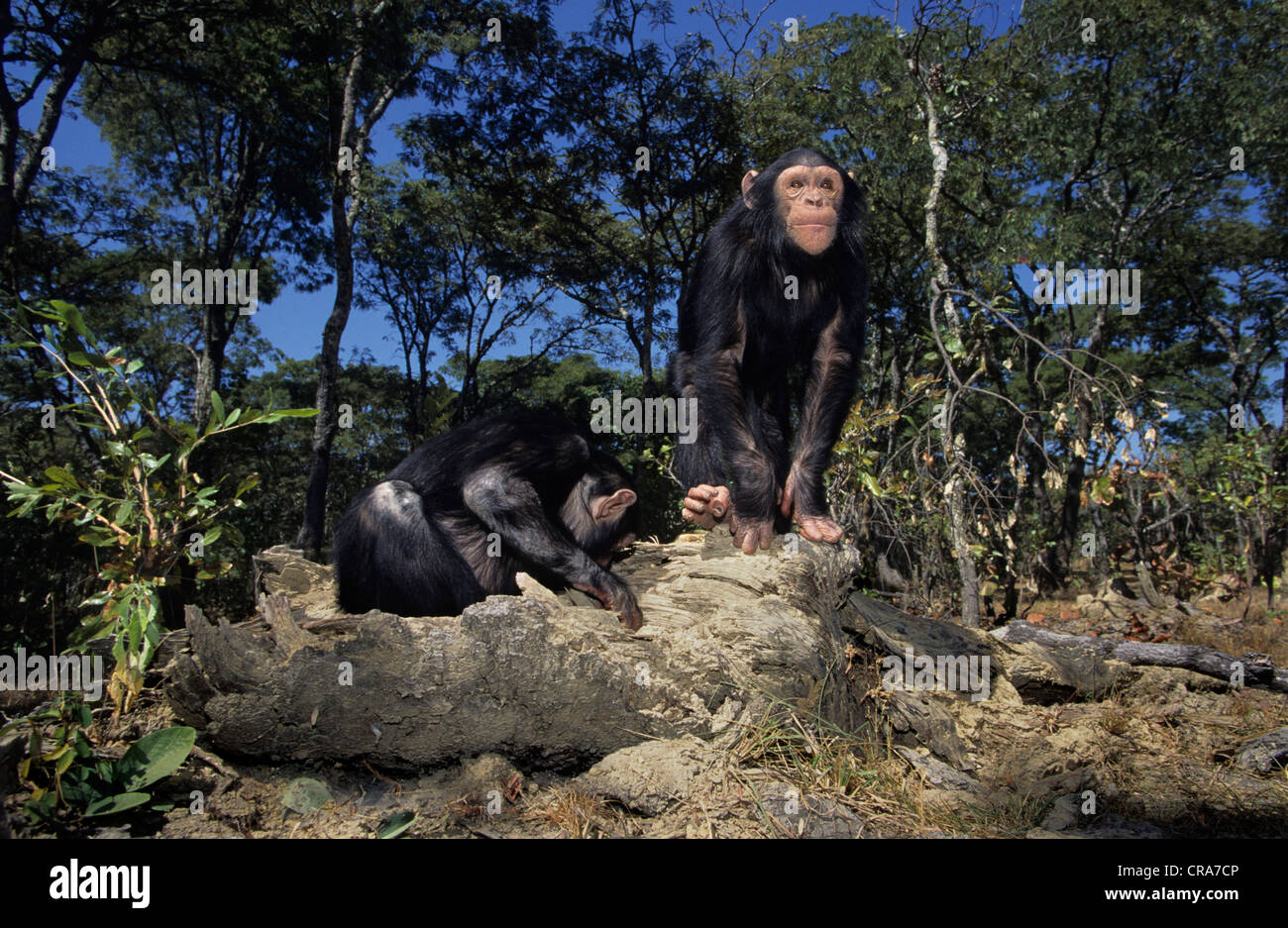Chimpanzee (Pan troglodytes), young chimps foraging, Chimfunshi ...