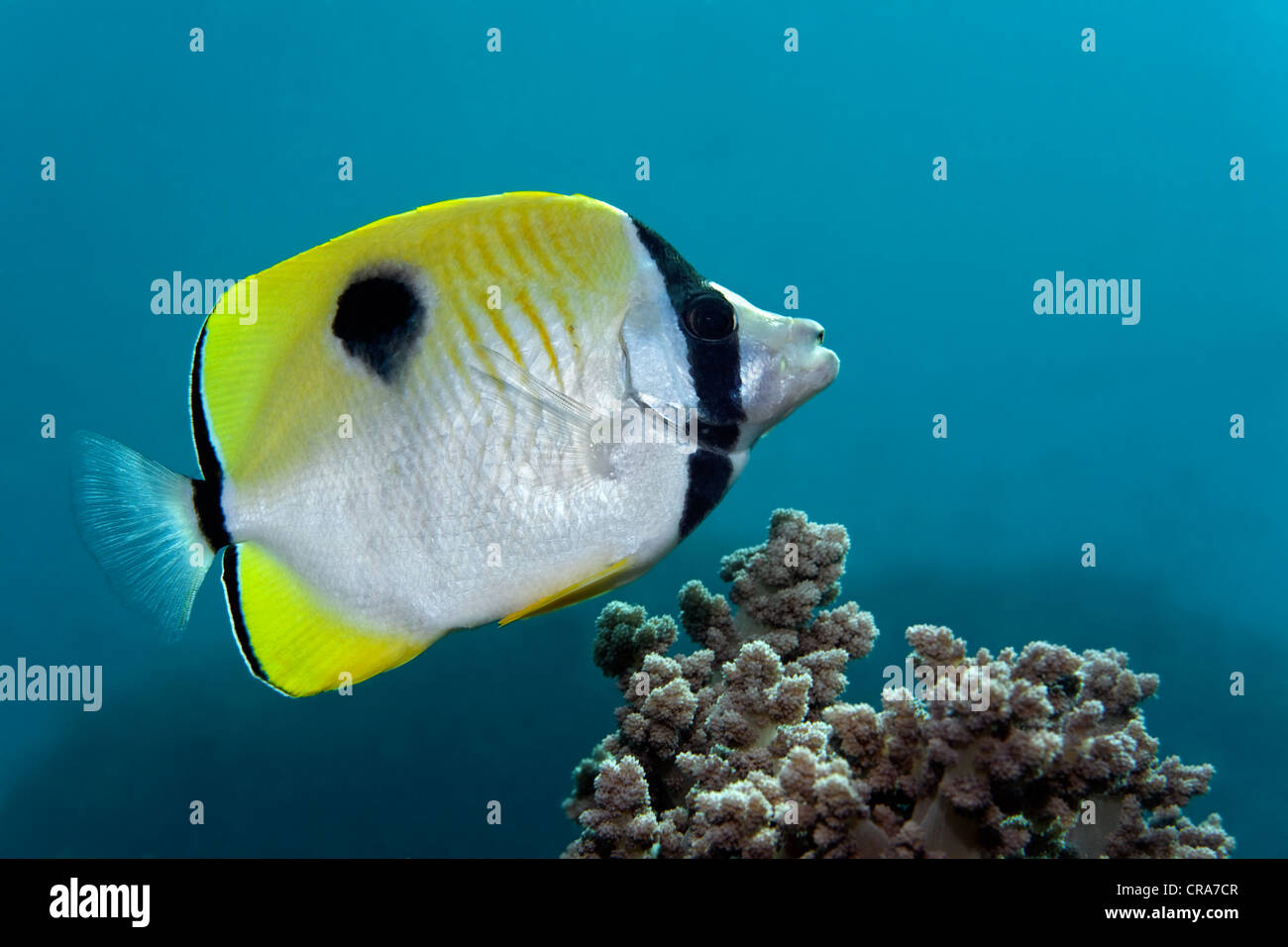 Butterflyfish great barrier reef High Resolution Stock Photography and ...