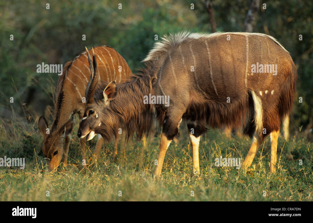 Nyala male female south africa hi-res stock photography and images - Alamy