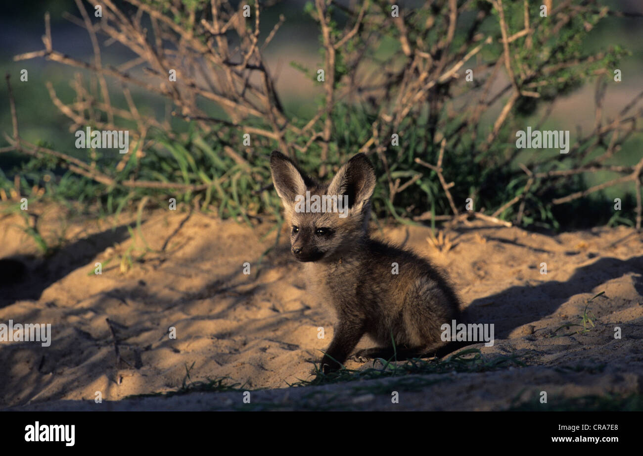 Bat-eared Fox (Otocyon megalotis), cub, Kgalagadi Transfrontier Park ...