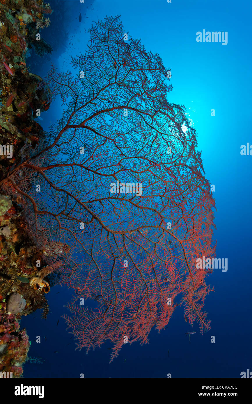 Fan coral great barrier reef hi-res stock photography and images - Alamy