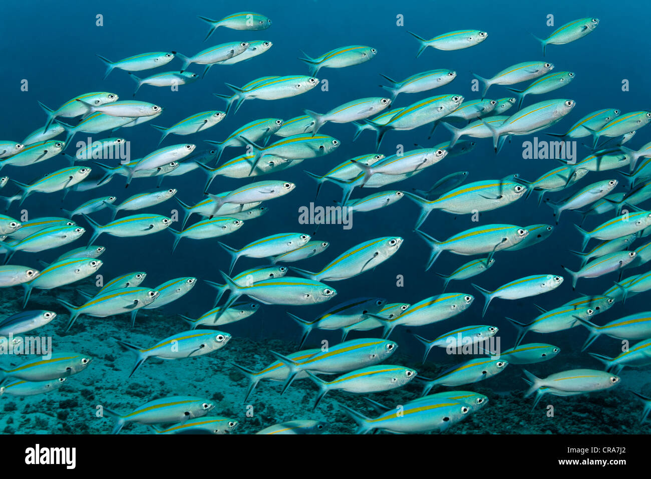 School of Blue and Gold Fusiliers (Caesio caerulaurea) swimming above ...