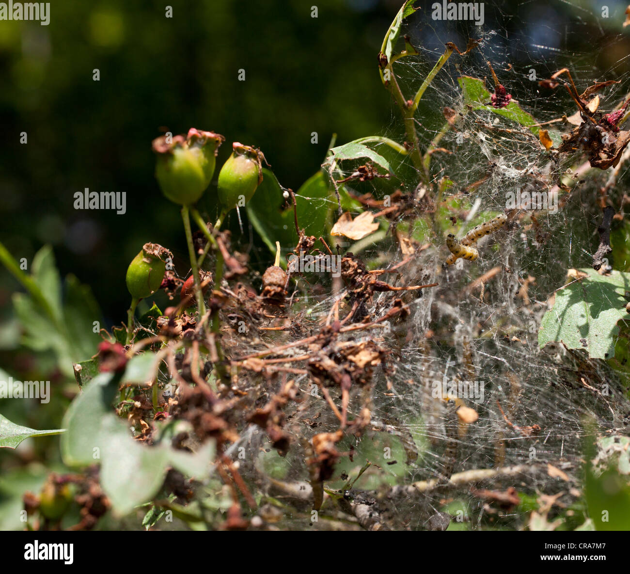 caterpillars on the hawthorn Stock Photo - Alamy