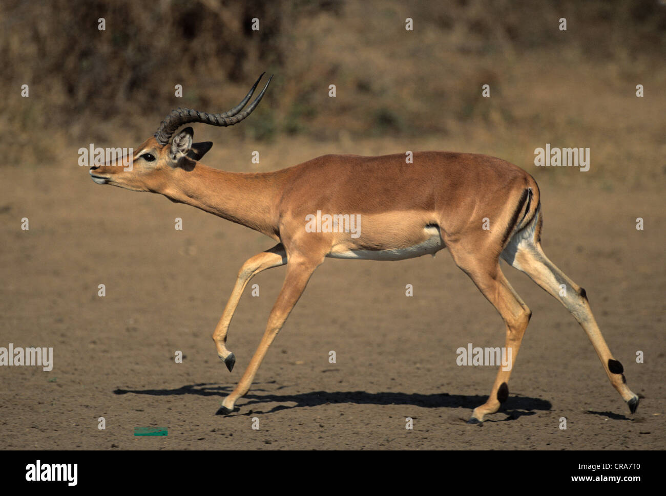 Impalas running hi-res stock photography and images - Alamy