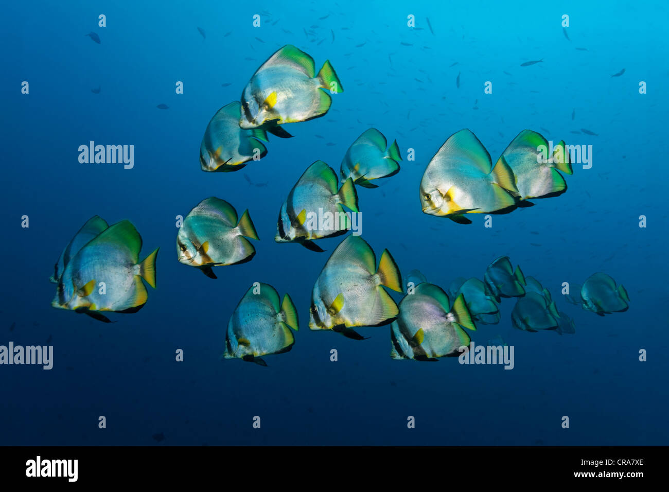Shoal of Dusky Batfish (Platax pinnatus) swimming in open water, Great ...