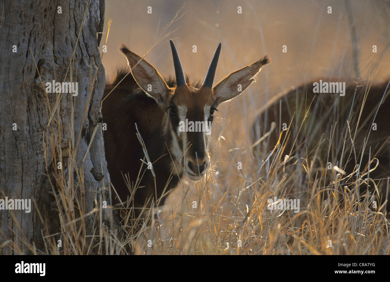Sable Antelope (Hippotragus niger), calf, Kruger National Park, South ...