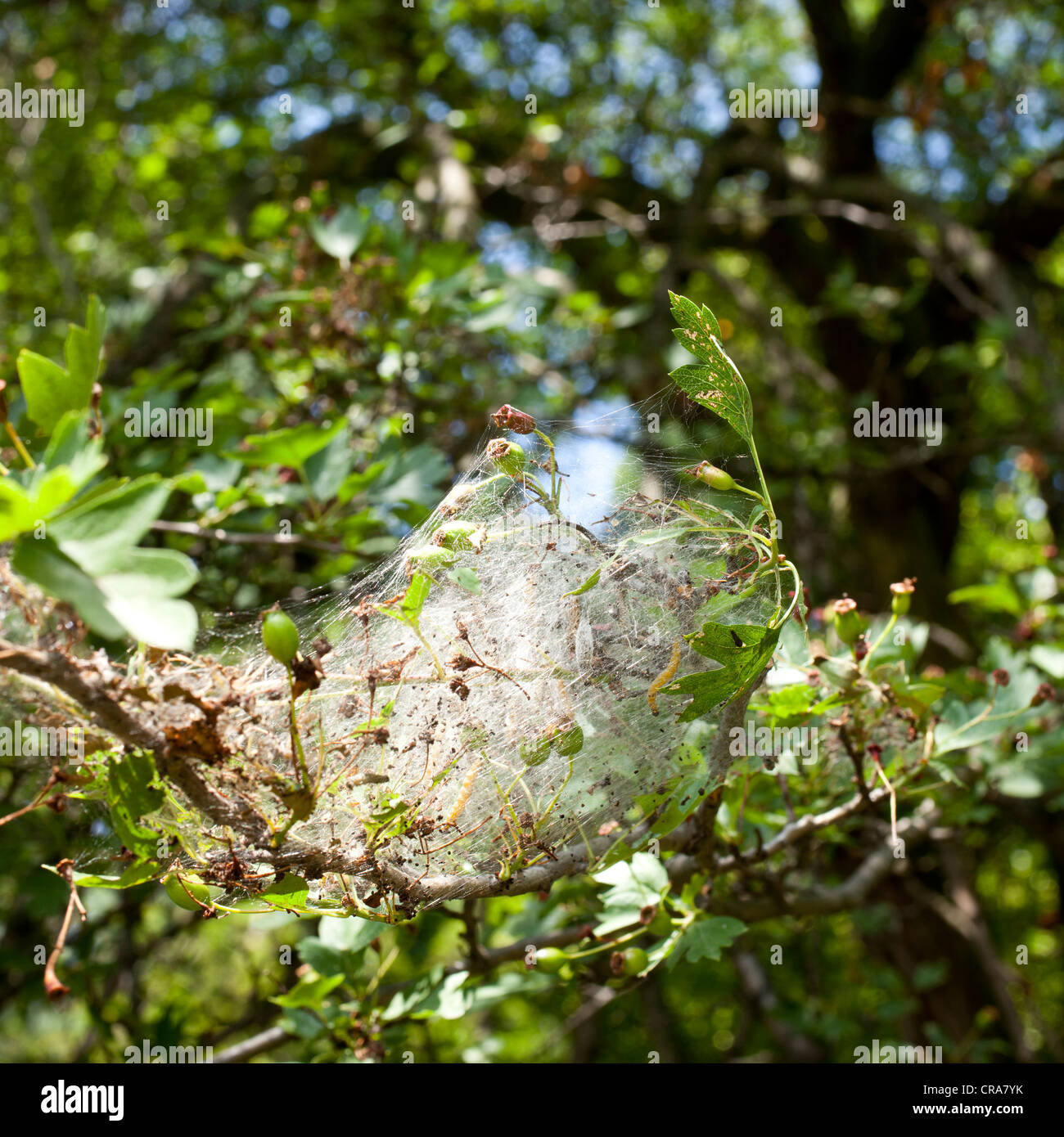 caterpillars on the hawthorn Stock Photo - Alamy