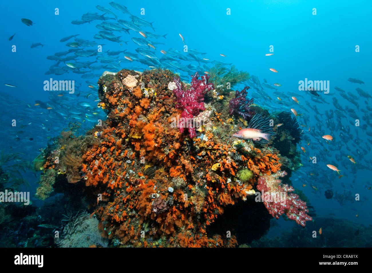 Great barrier reef fish hi-res stock photography and images - Alamy