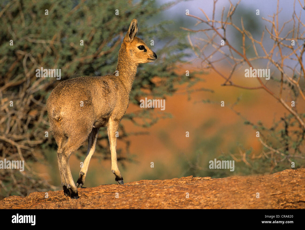 Klipspringer (Oreotragus oreotragus), Augrabies Falls National Park ...