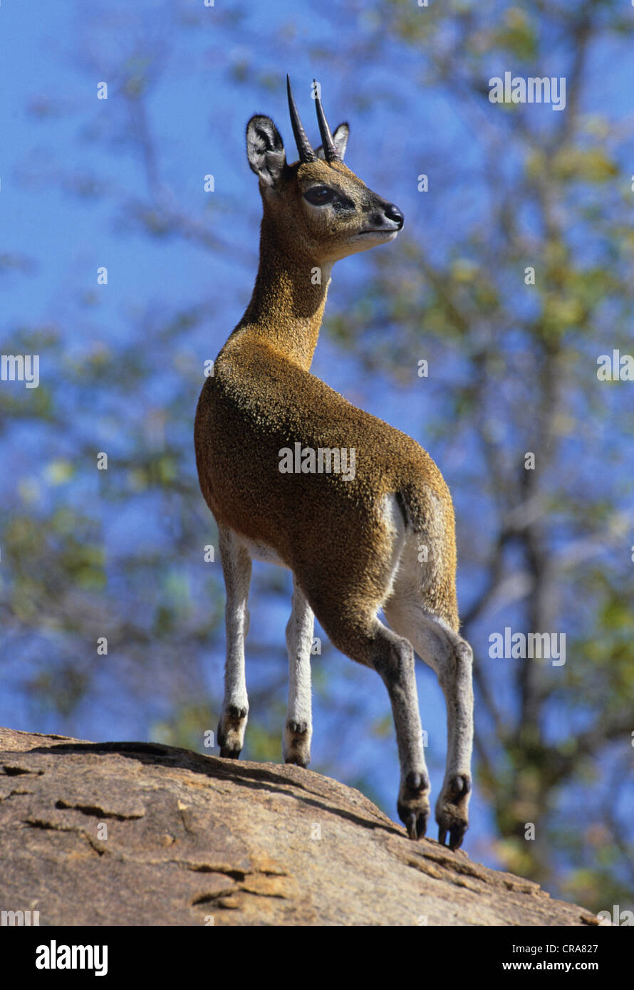 Klipspringer hi-res stock photography and images - Alamy