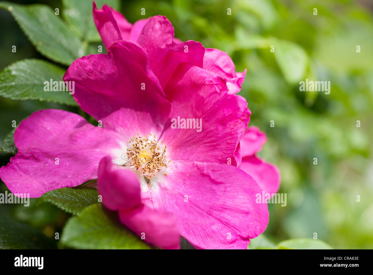 Rose bud honey hi-res stock photography and images - Alamy