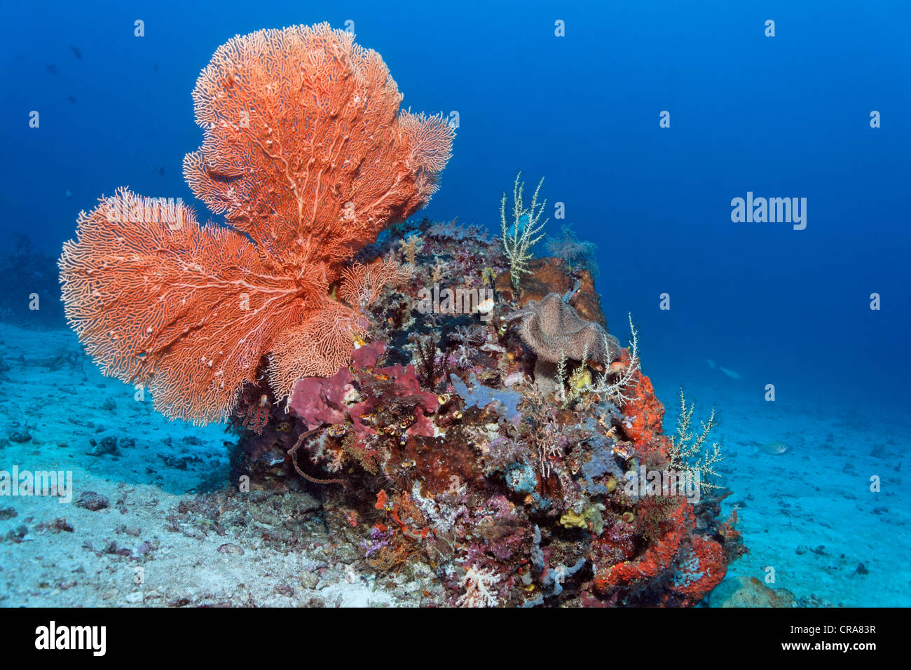 Large coral block with different corals and sponges, sea fans, sandy ...