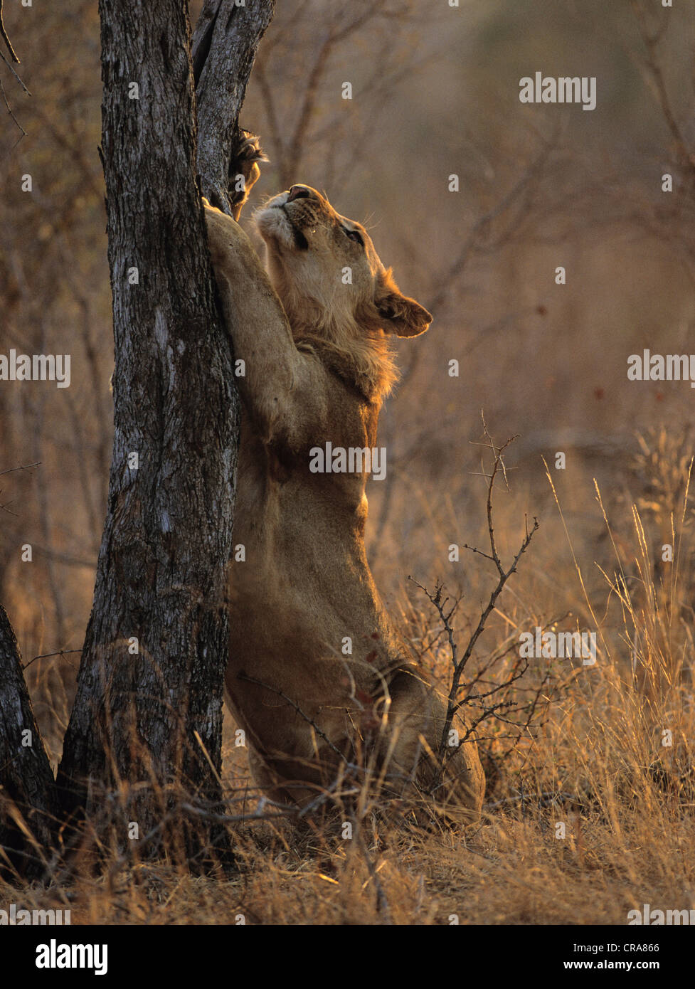 Lion clawing tree hi-res stock photography and images - Alamy