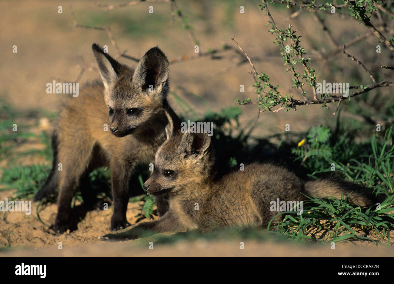 Bat-eared Fox (Otocyon megalotis), cubs at den, Kgalagadi Transfrontier ...