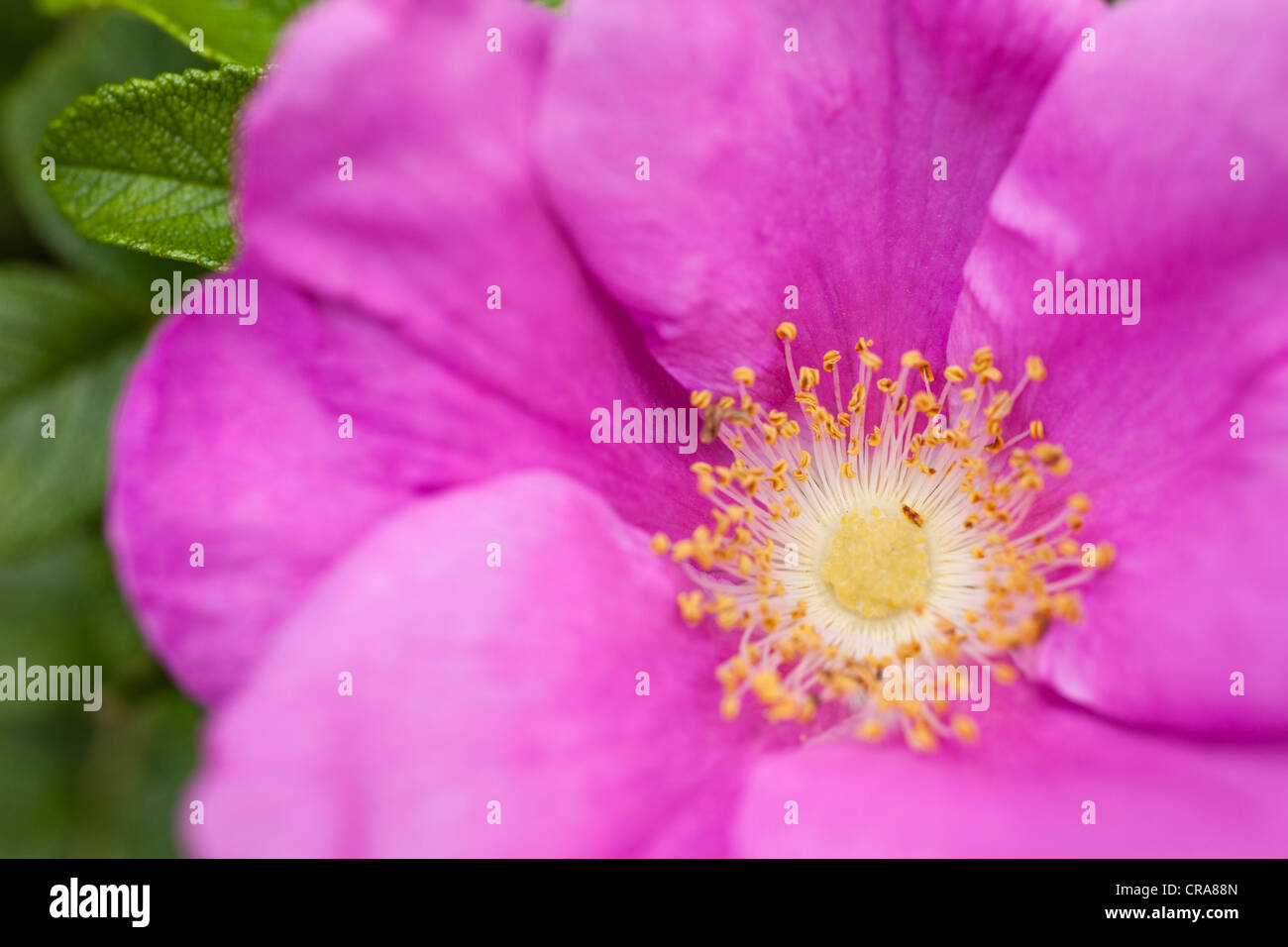 Rose bud honey hi-res stock photography and images - Alamy