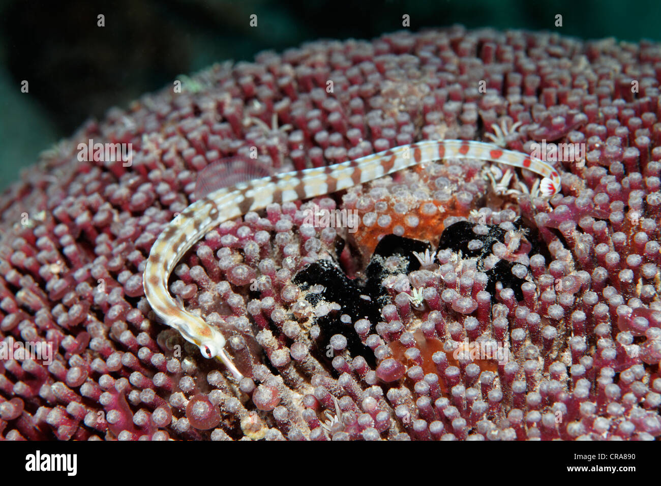 Network pipefish hi-res stock photography and images - Alamy