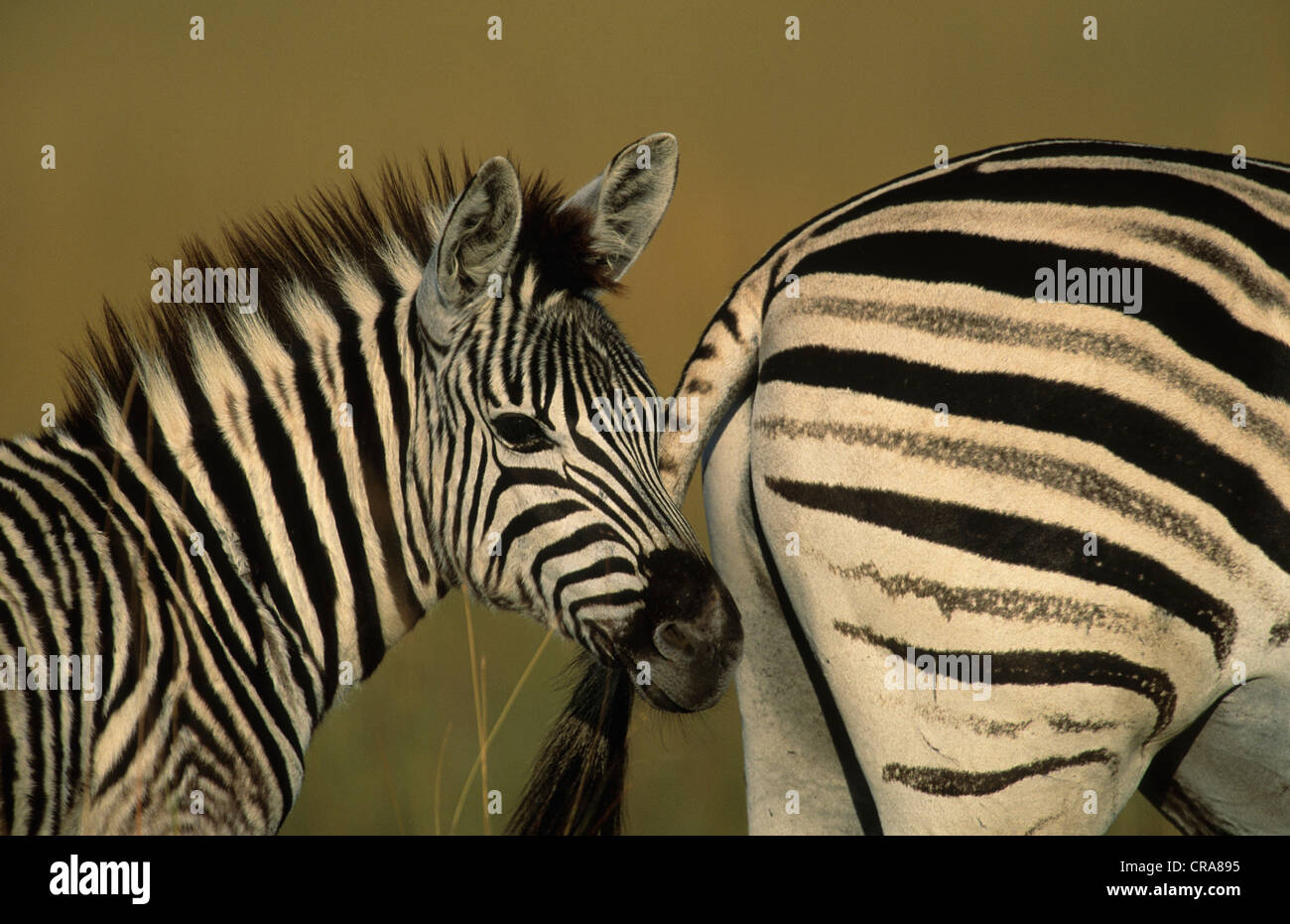 Adult and younger zebra hi-res stock photography and images - Alamy