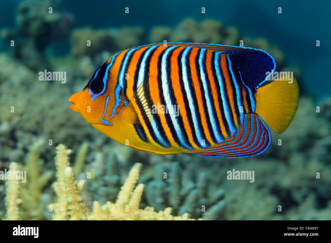 Regal Angelfish High Resolution Stock Photography and Images - Alamy