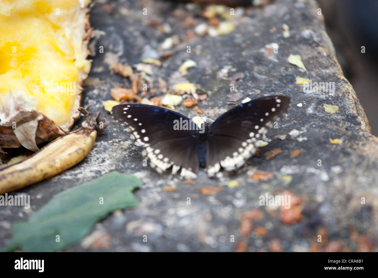 Exotic butterfly hi-res stock photography and images - Alamy