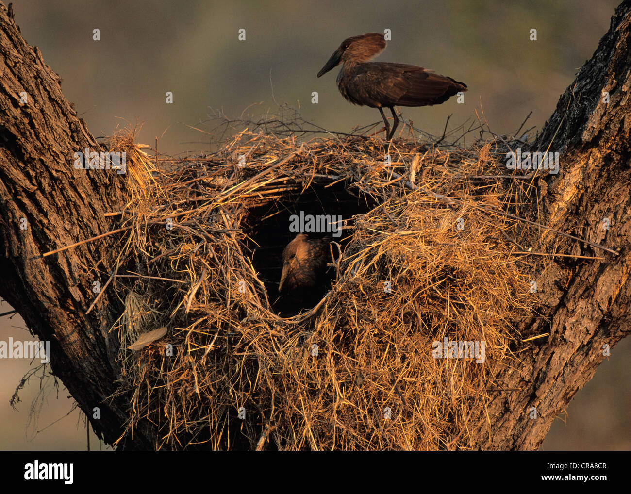 Hamerkop (Scopus umbretta), pair at nest, Kruger National Park, South ...