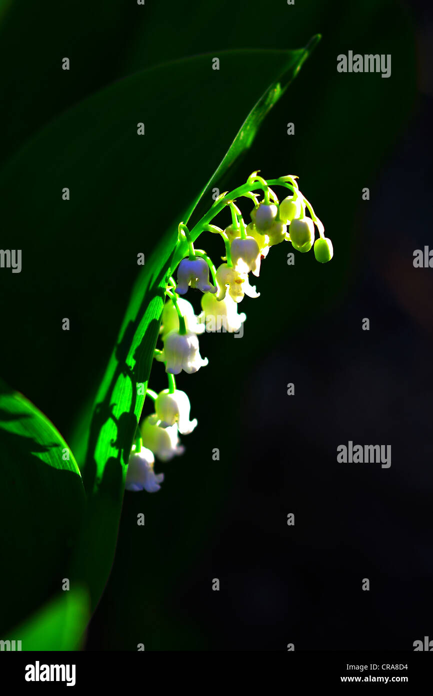 Lily vine hi-res stock photography and images - Alamy