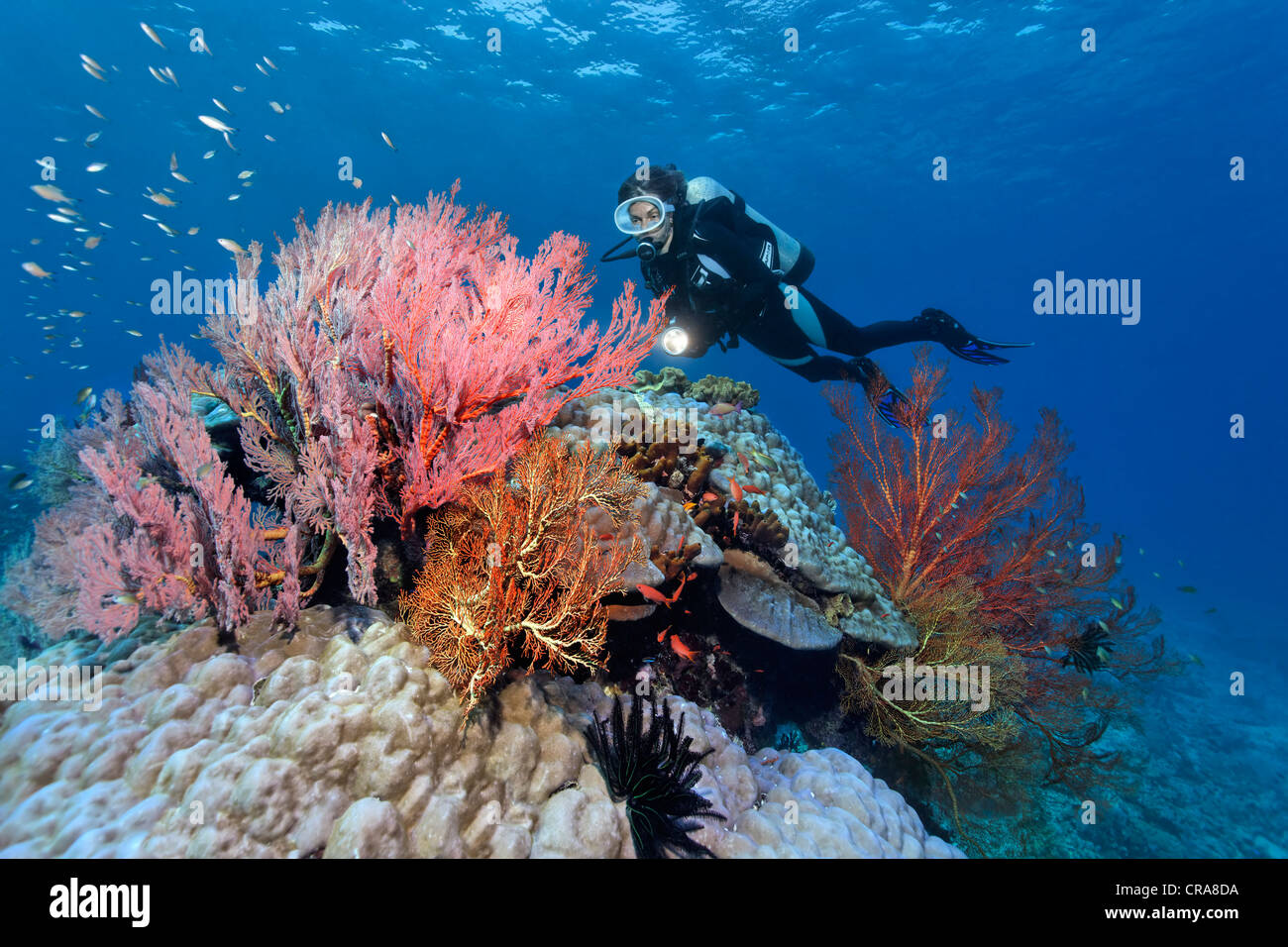 Sea sponge great barrier reef australia hi-res stock photography and ...