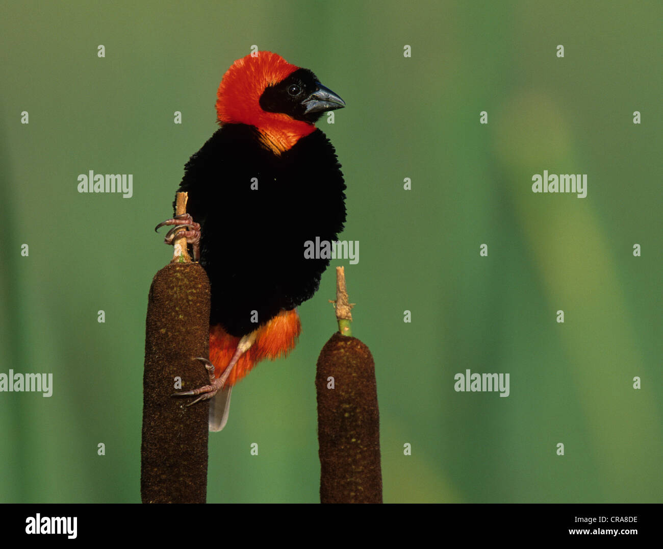 Red bishop hi-res stock photography and images - Alamy