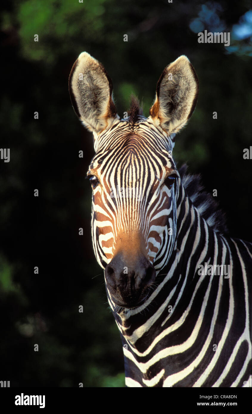 Cape Mountain Zebra (Equus zebra zebra), Mountain Zebra National Park ...