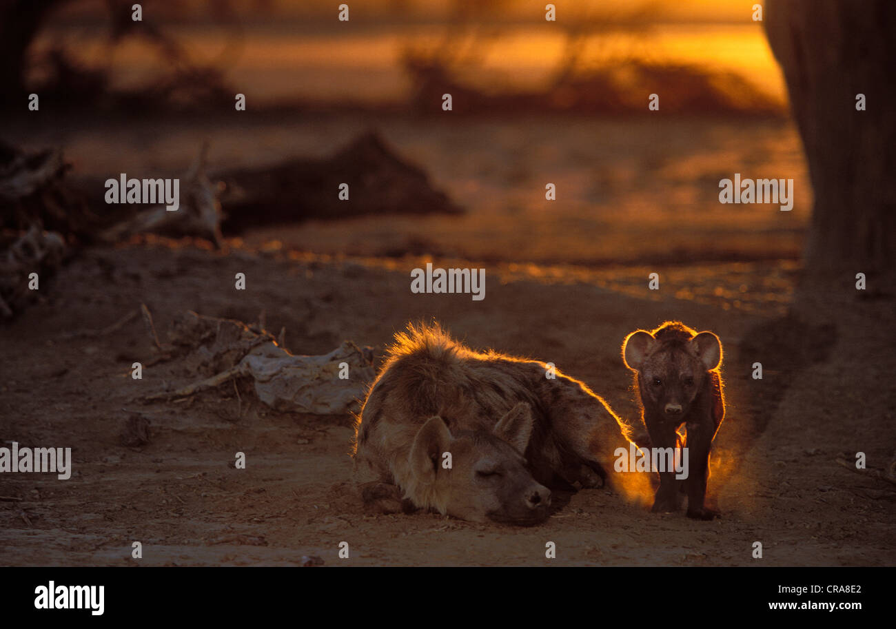 Hyena female hi-res stock photography and images - Alamy