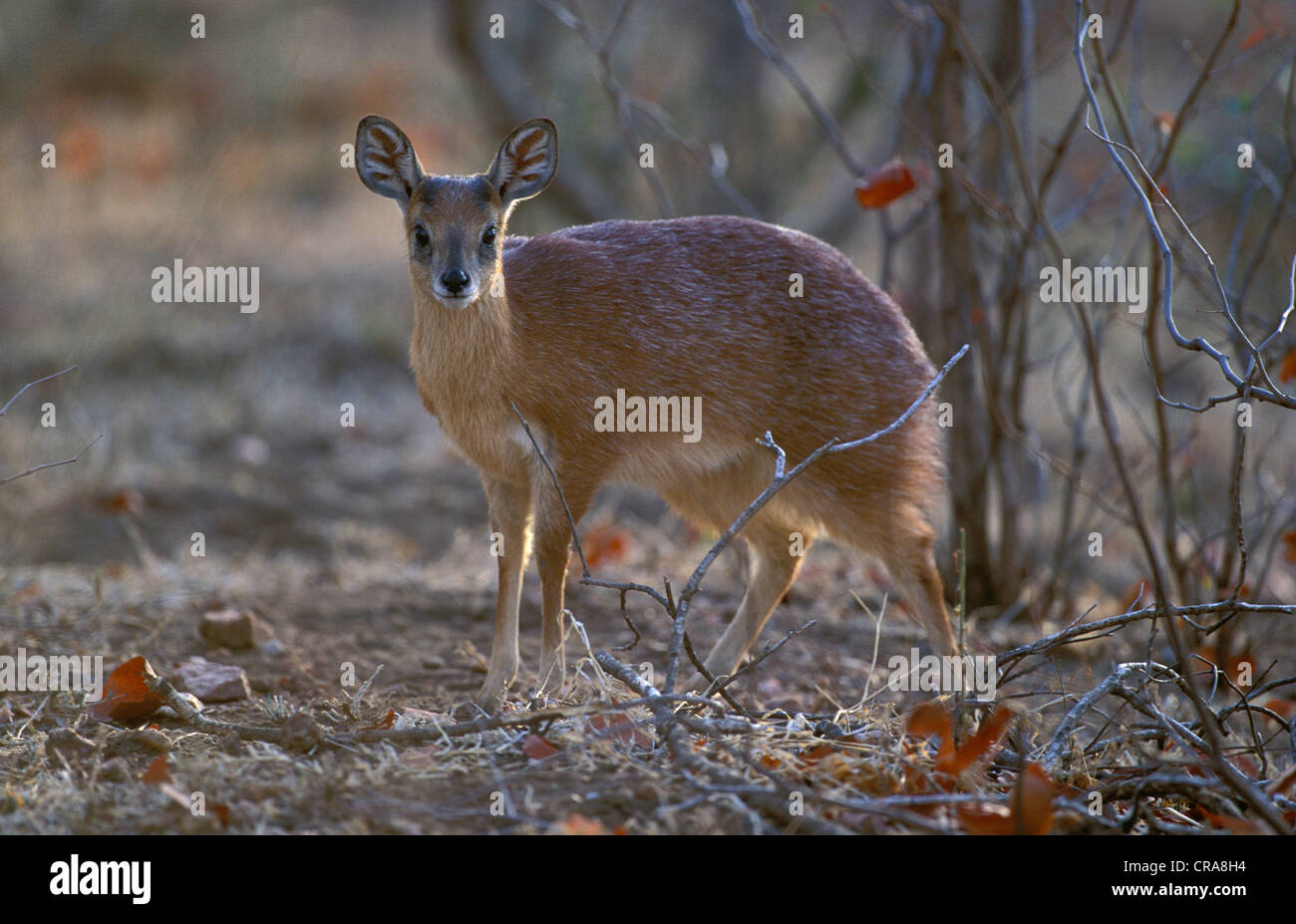 Sharpe's or Northern Grysbok (Raphicerus sharpei), Kruger National Park ...