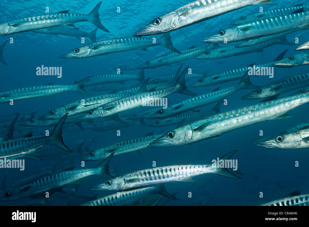 Schools of barracudas hi-res stock photography and images - Alamy