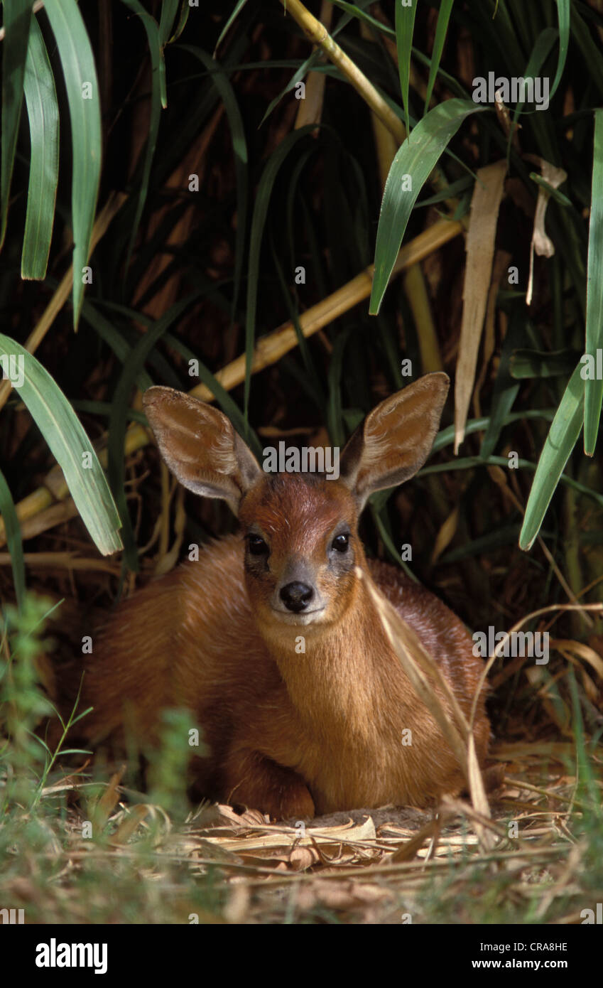 Endemic to southern africa hi-res stock photography and images - Alamy